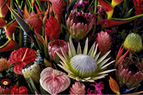 Proteas of Hawaii - Hawaiian Tropical Flowers